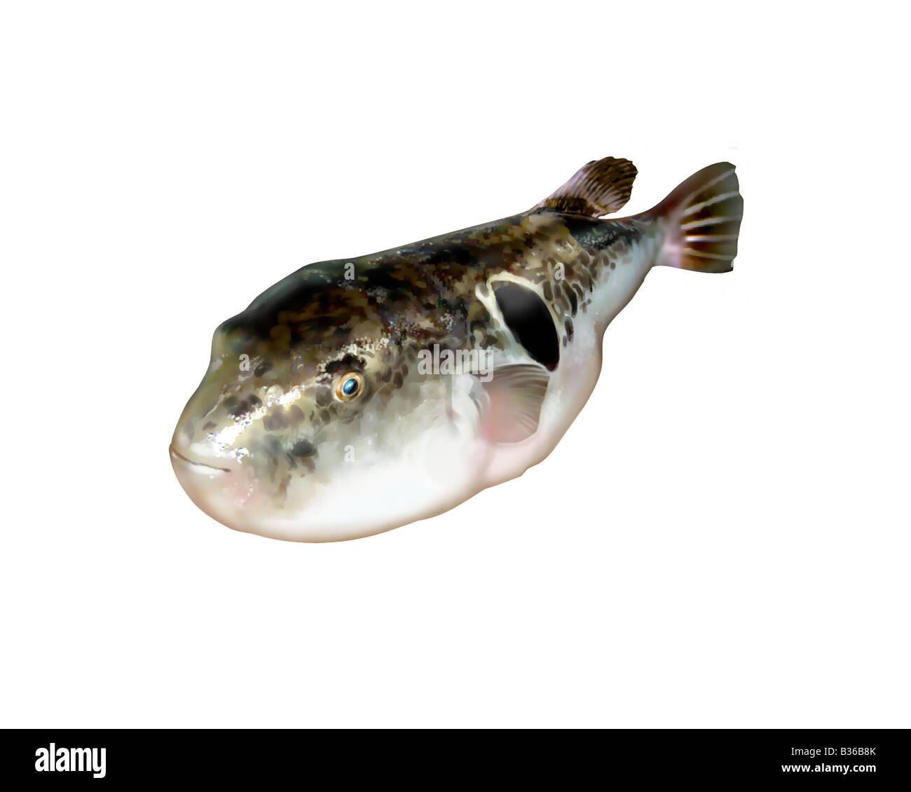 Globefish hi-res stock photography and images - Alamy