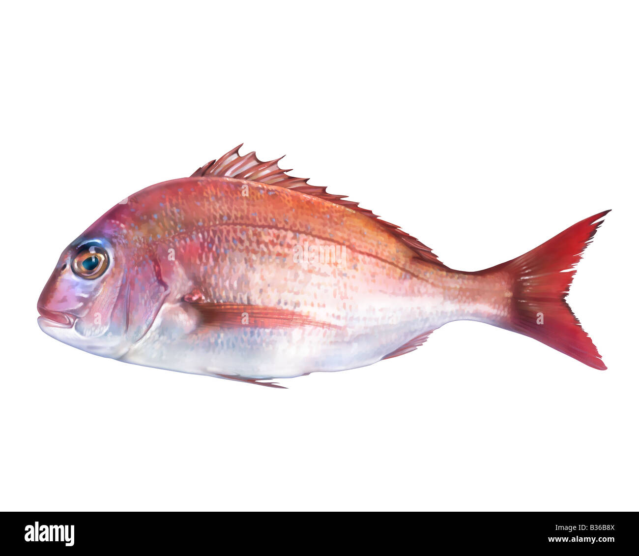 Red sea bream Stock Photo - Alamy