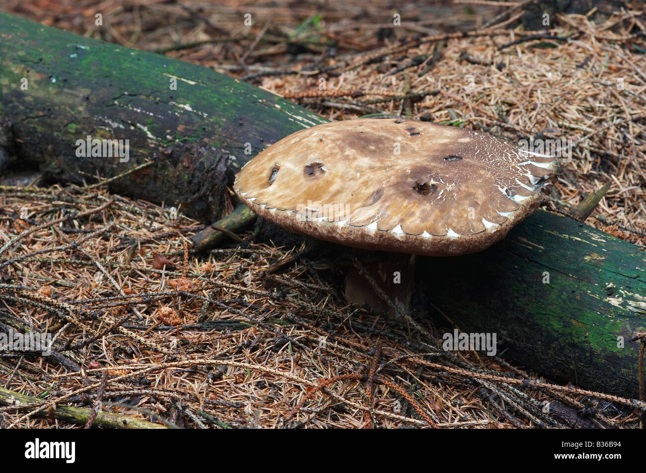 purple boletus - edible mushroom Stock Photo - Alamy