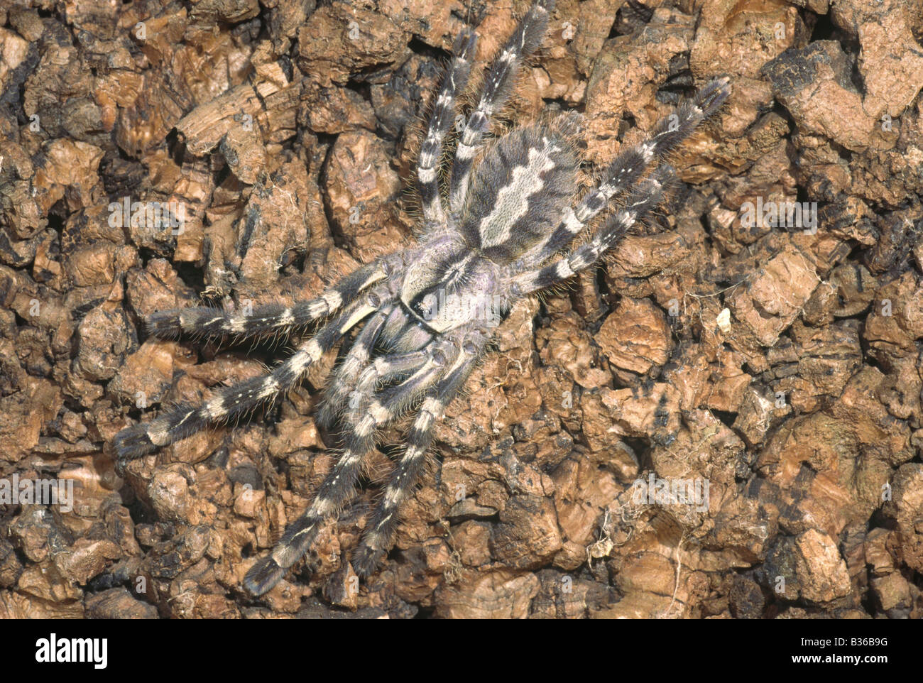 Camouflaged spider on stone hi-res stock photography and images - Alamy