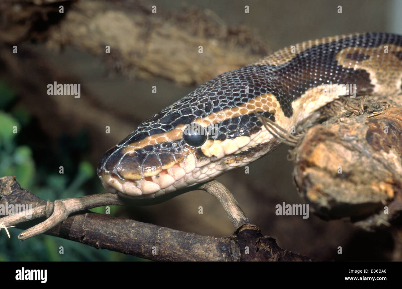 Reticulated Python on Branch Stock Photo - Alamy