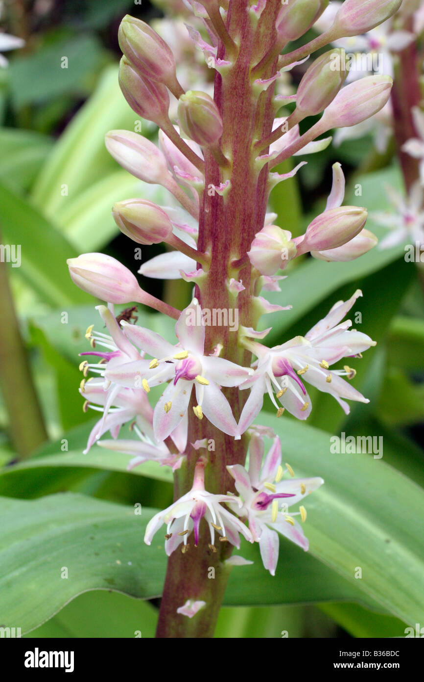 White eucomis hi-res stock photography and images - Alamy