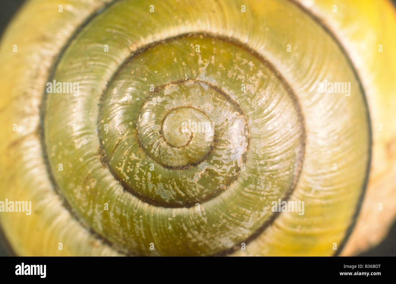 Detail of Snail Shell Stock Photo - Alamy