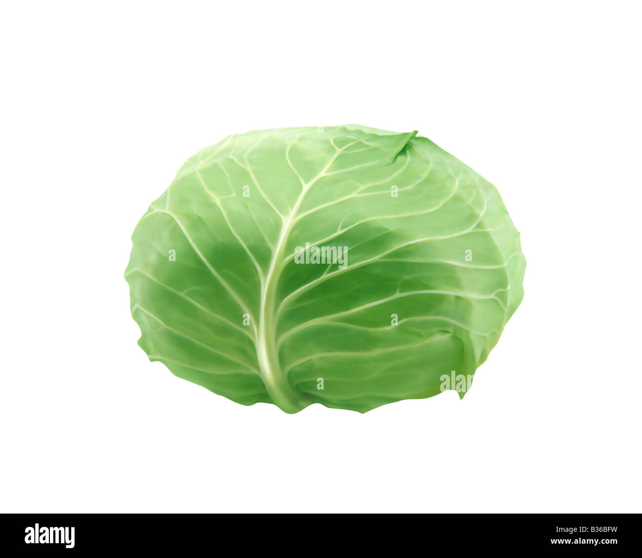 Cabbage illustration hi-res stock photography and images - Alamy