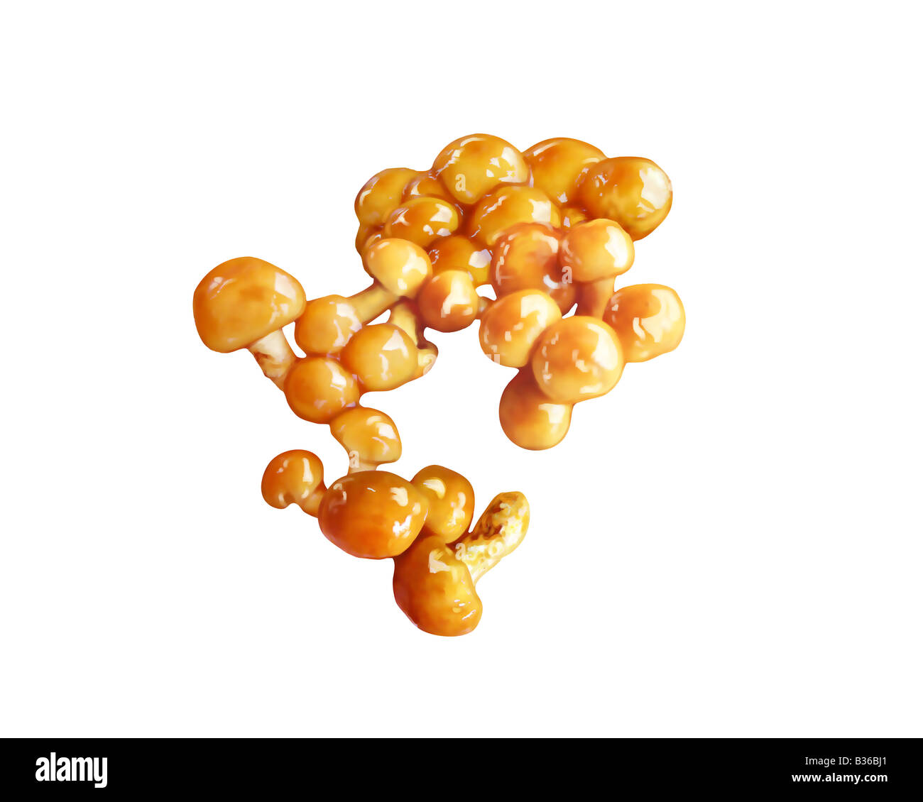 Nameko Cut Out Stock Images & Pictures - Alamy