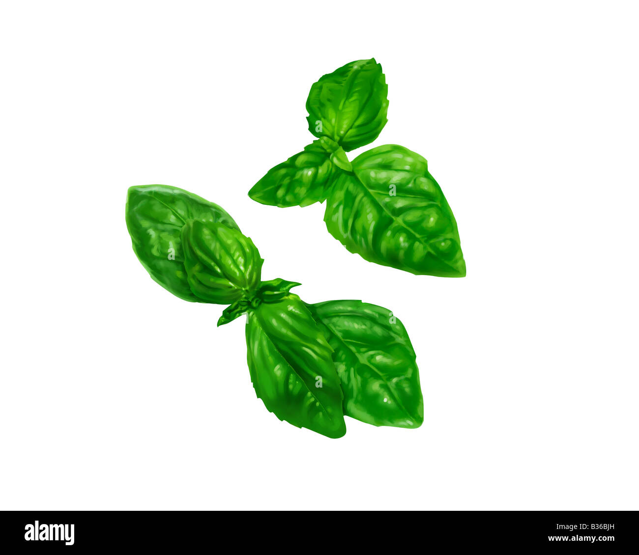 Basil leaf illustration hi-res stock photography and images - Alamy