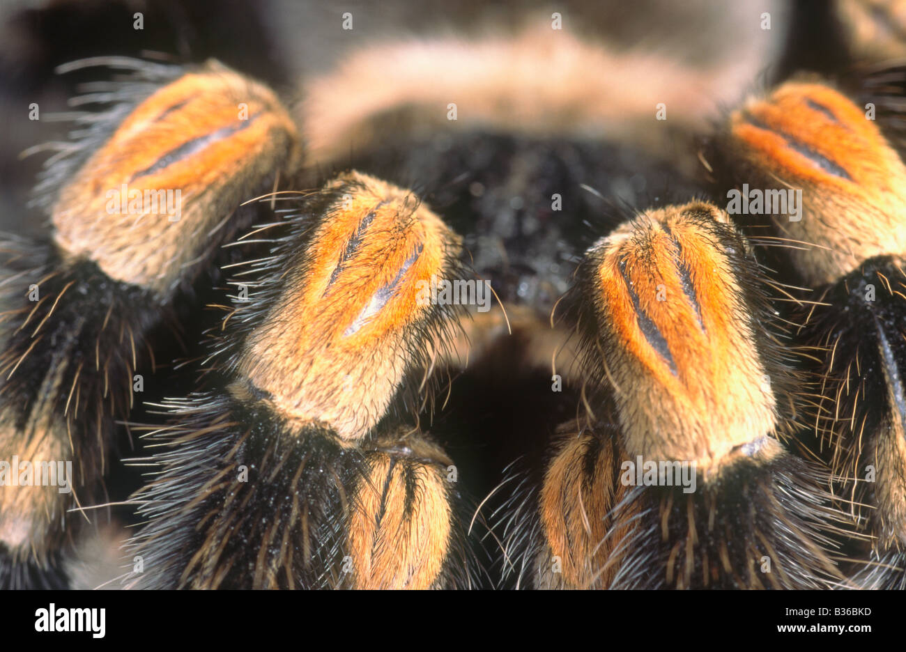 Close up of Red-kneed Spider Legs Stock Photo - Alamy