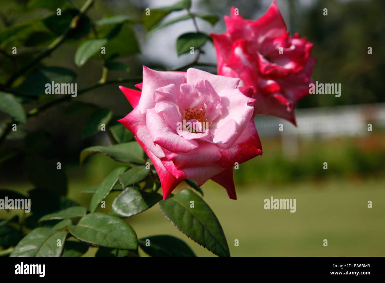 A pair of rose flowers Stock Photo - Alamy