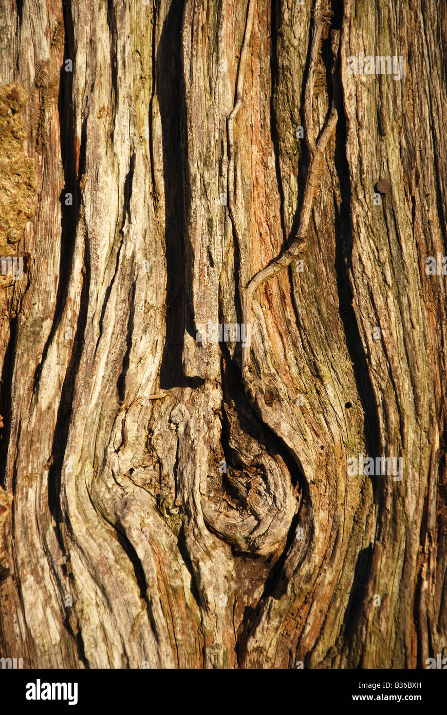 KNOT IN BARK OF TREE CLOSE-UP Stock Photo - Alamy