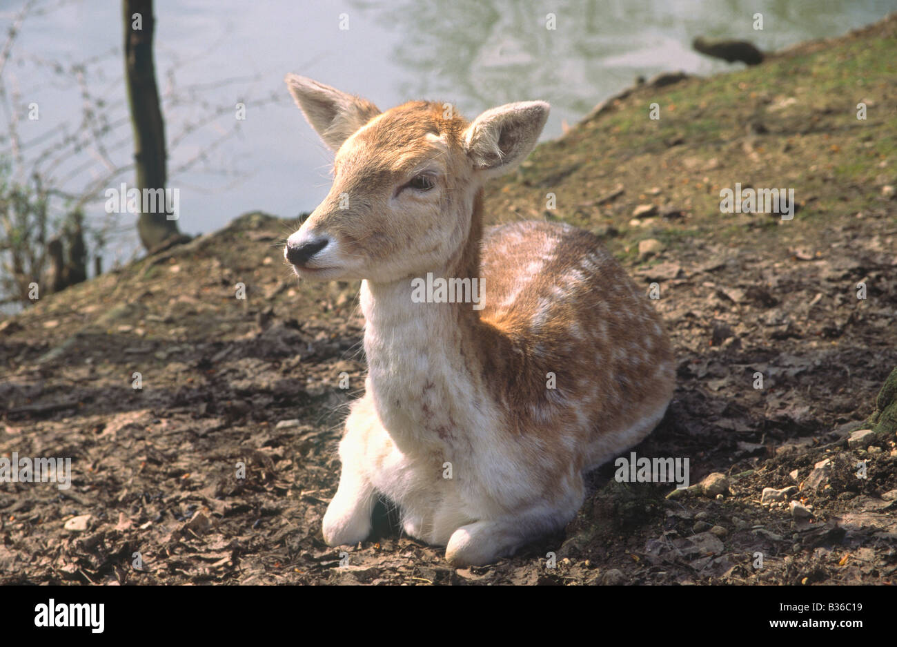 Fallow Deer Sitting on Ground "Dama dama Stock Photo - Alamy