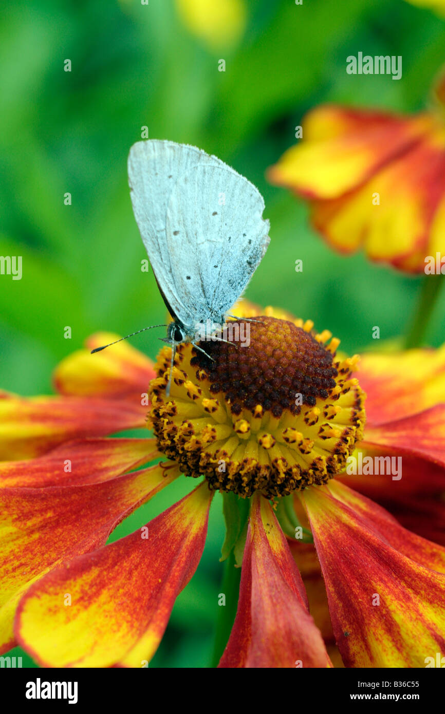 Helenium fiesta hi-res stock photography and images - Alamy