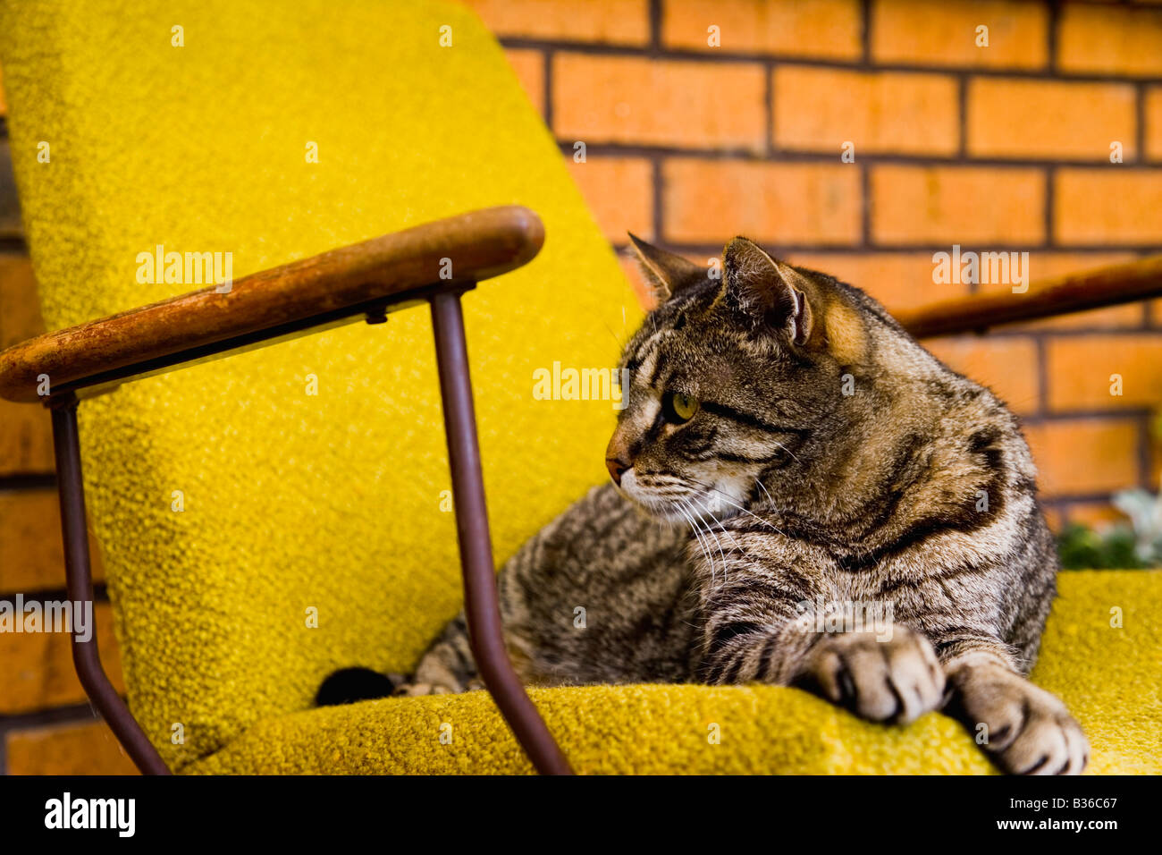 Cat sitting on chair Stock Photo - Alamy