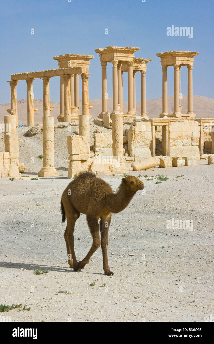 Baby Camel in front of the Tetrapylon at the Roman Ruins of Palmyra in ...