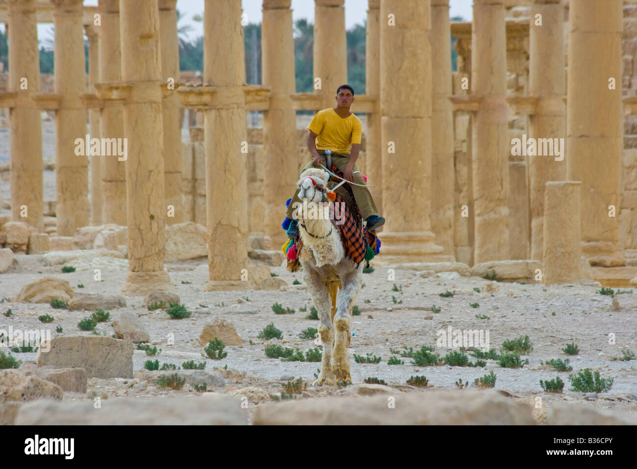 Camel in the Roman Ruins of Palmyra in Syria Stock Photo - Alamy