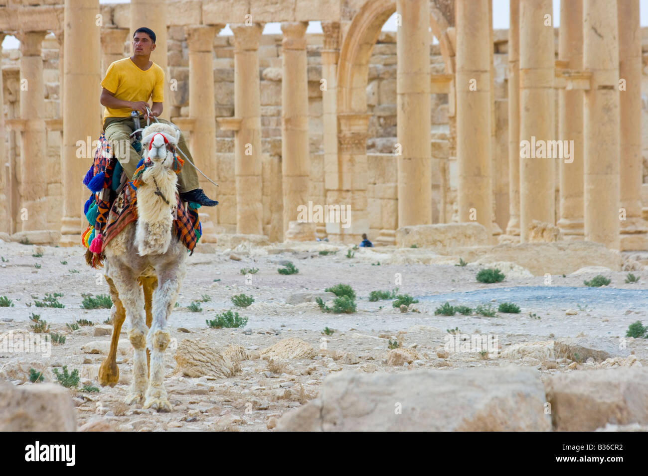 Camel in the Roman Ruins of Palmyra in Syria Stock Photo - Alamy