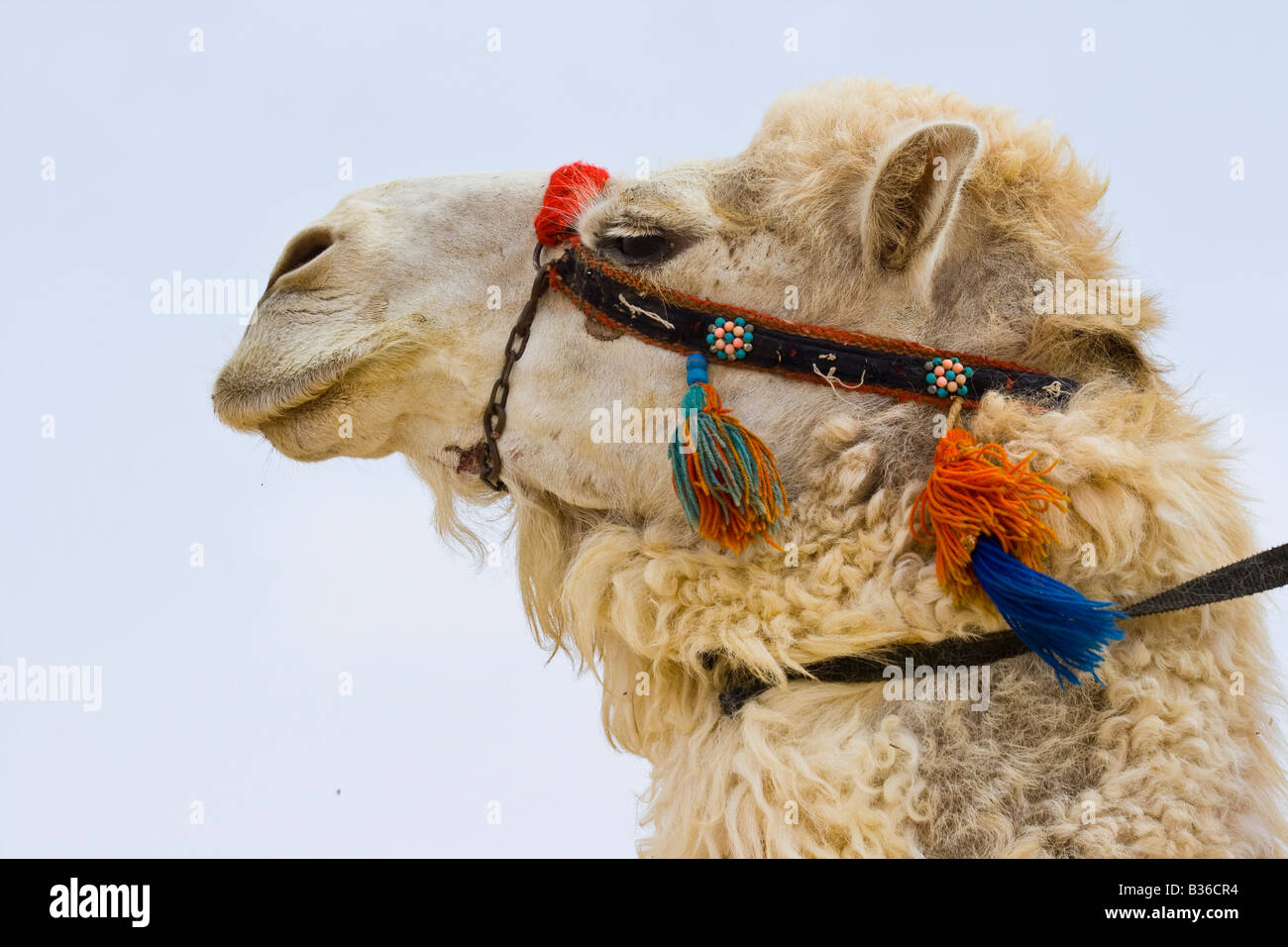Camel in the Roman Ruins of Palmyra in Syria Stock Photo - Alamy