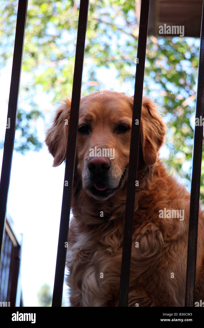 A golden retriever dog behind a gate waits to be let out Stock Photo ...