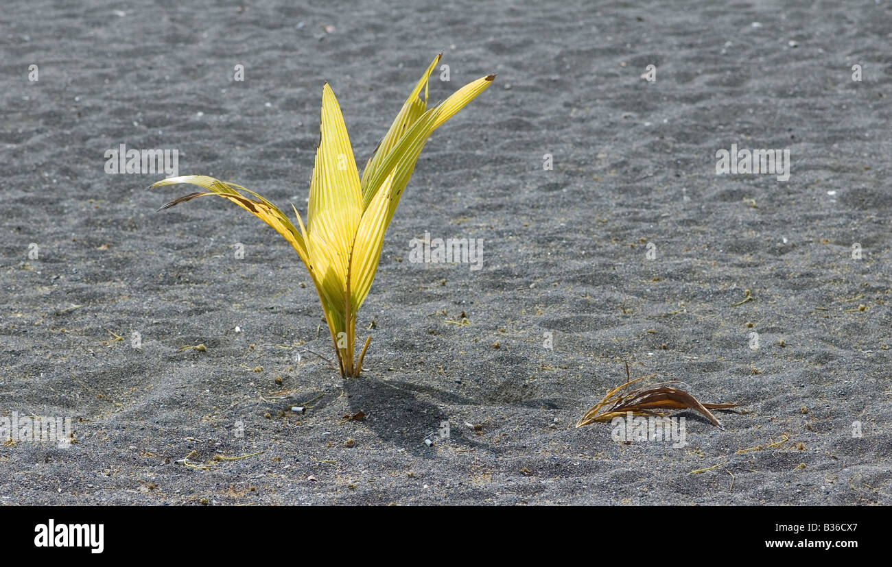 Yellow Plant Growing on Volcanic Beach Stock Photo - Alamy
