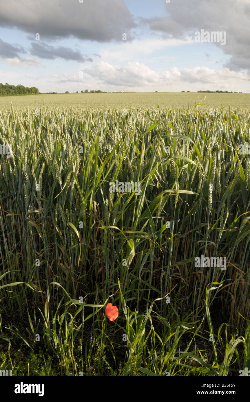 Field poppies on edge corn hi-res stock photography and images - Alamy