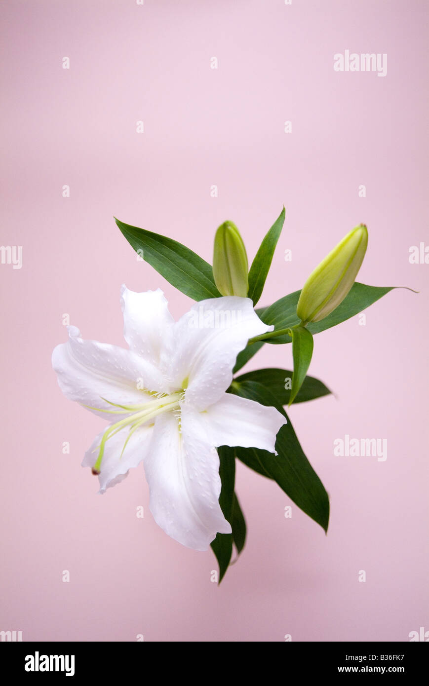 Single white lily hi-res stock photography and images - Alamy