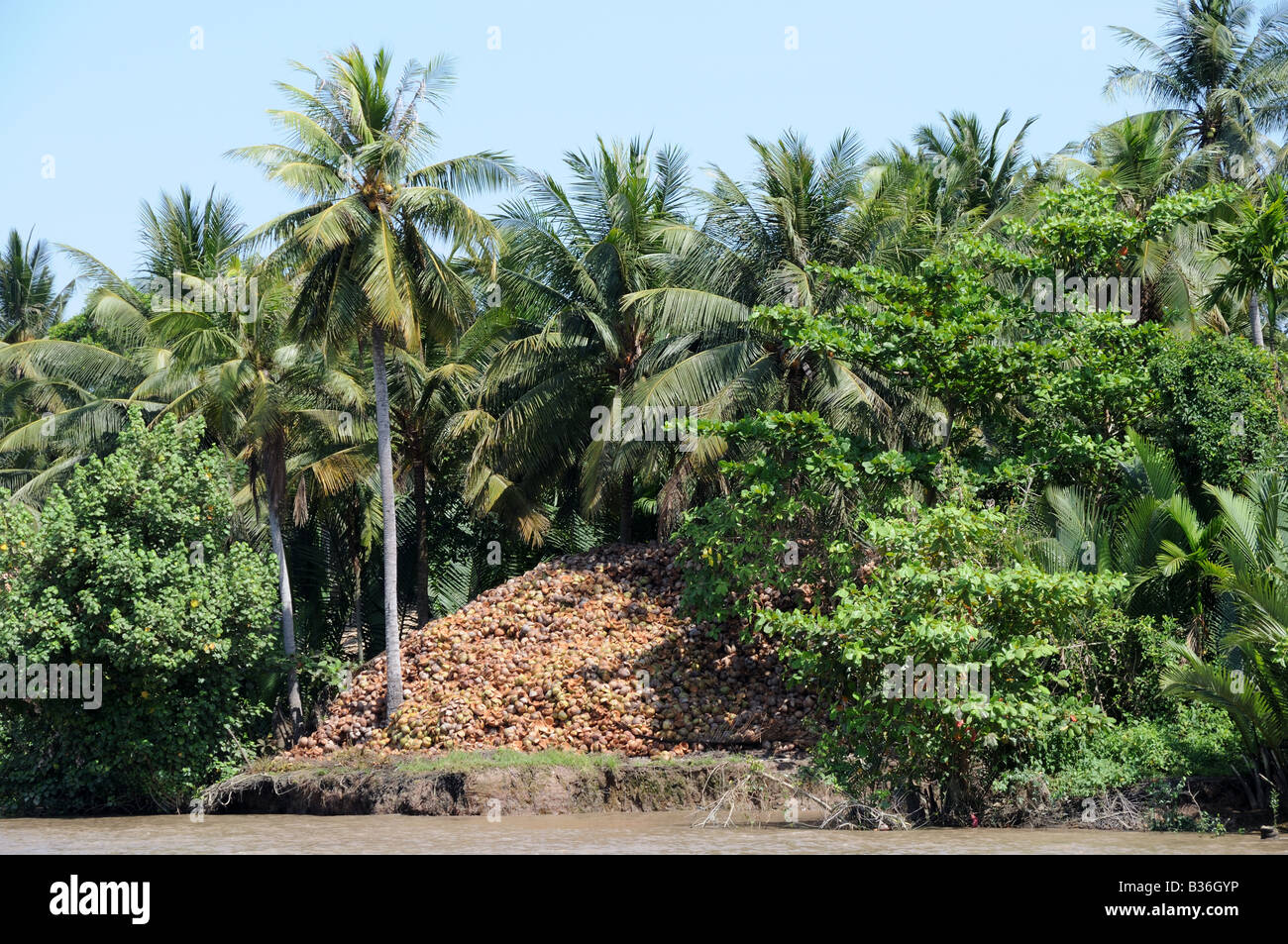 Coconuts piled ready to be transported on the Mekong river Vietnam ...