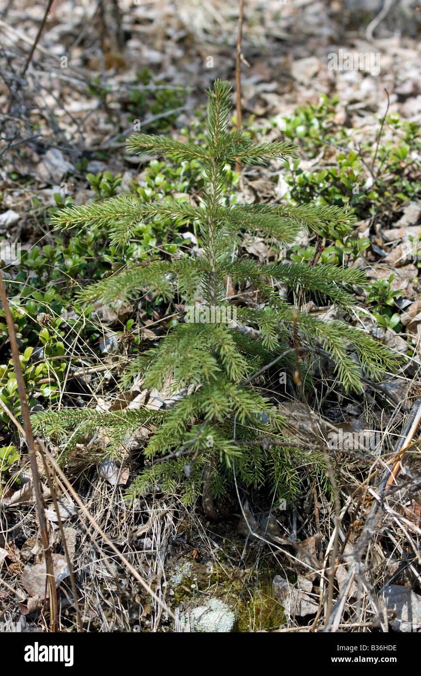 Birch sapling hi-res stock photography and images - Alamy
