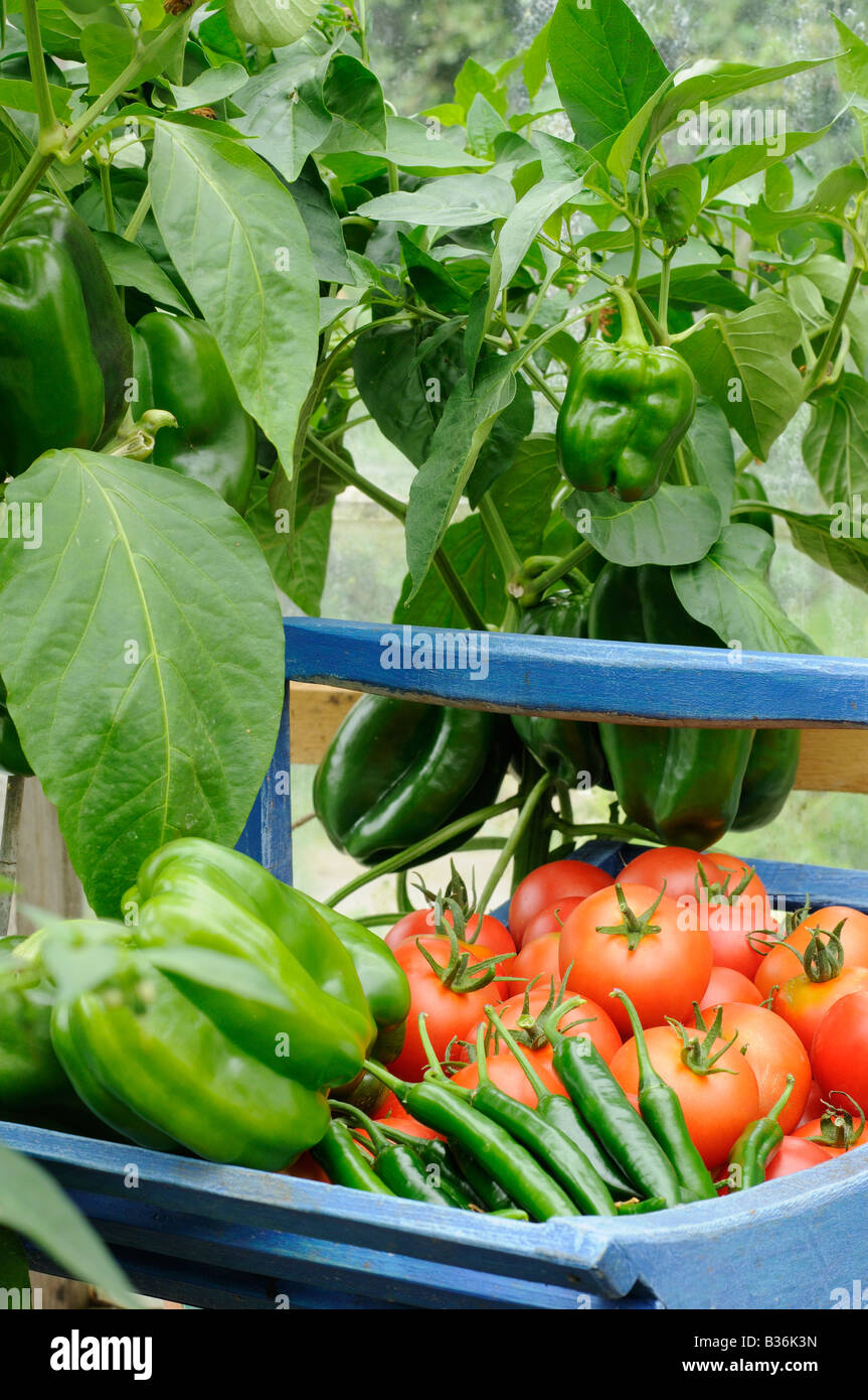 Home grown greenhouse harvest of Sweet peppers chili peppers and ...
