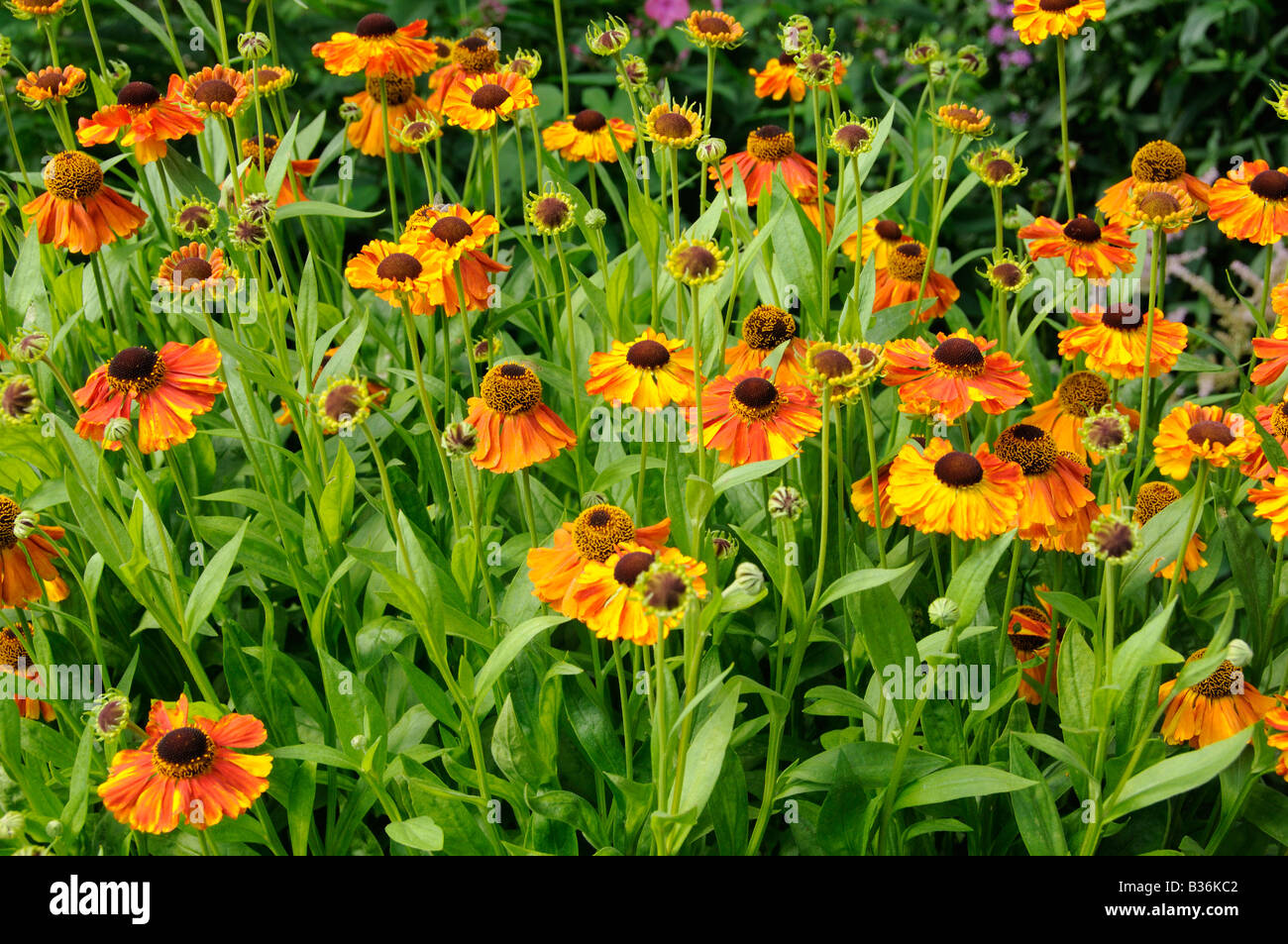 Helenium Moerheim Beauty flowering in summer garden Norfolk UK August ...