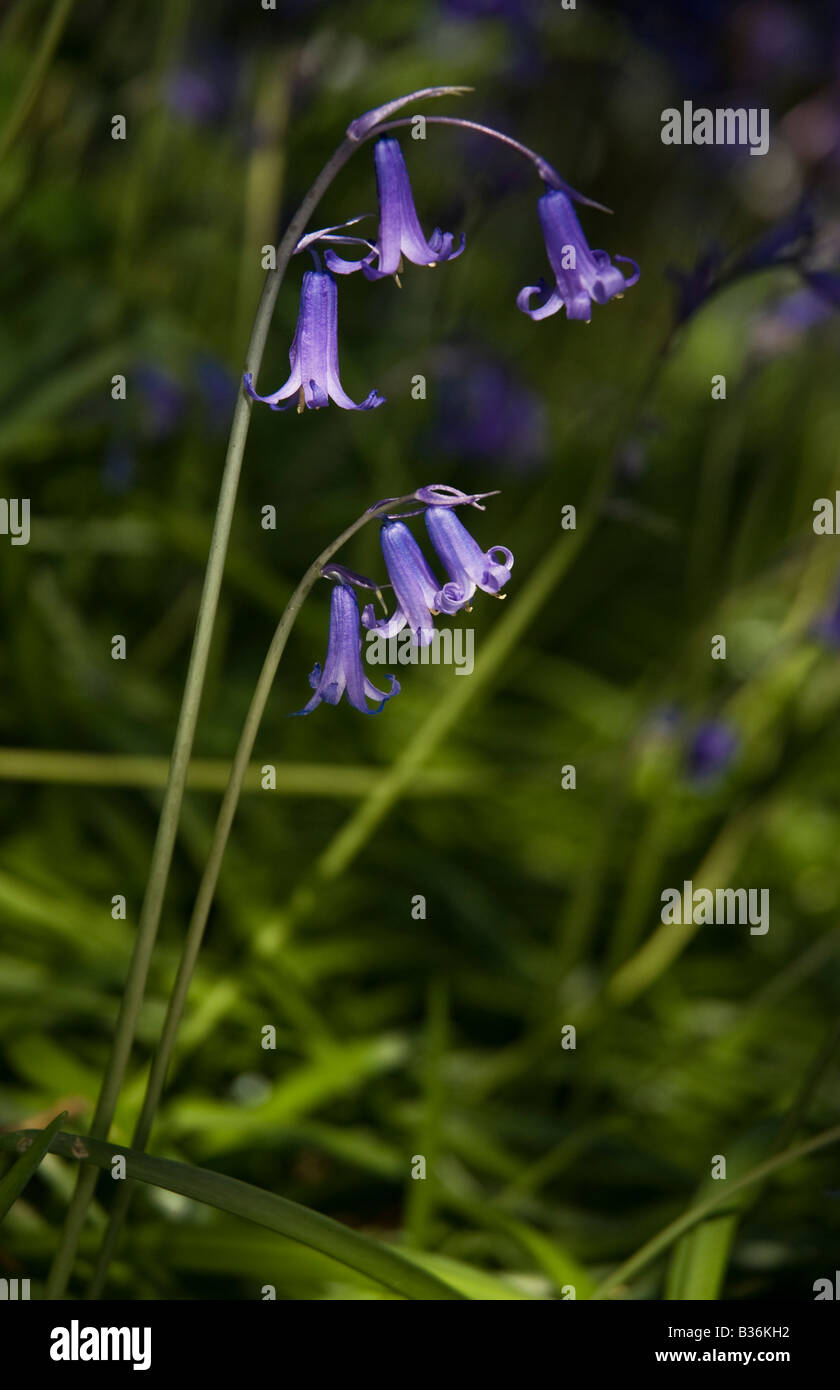 Native English bluebell (Hyacinthoides non scripta Stock Photo - Alamy