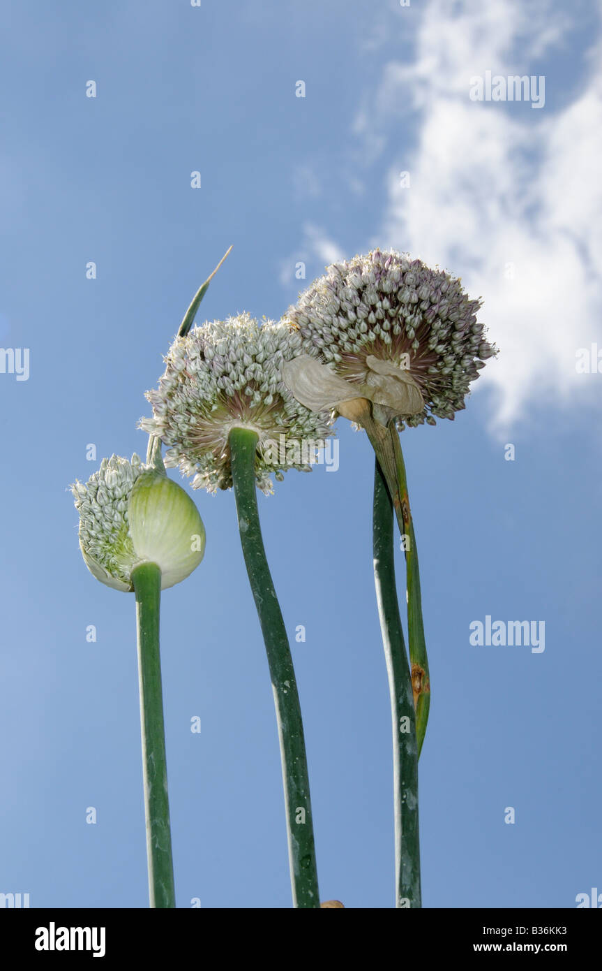 Edible leek seed heads growing for decorative effect Norfolk UK July ...