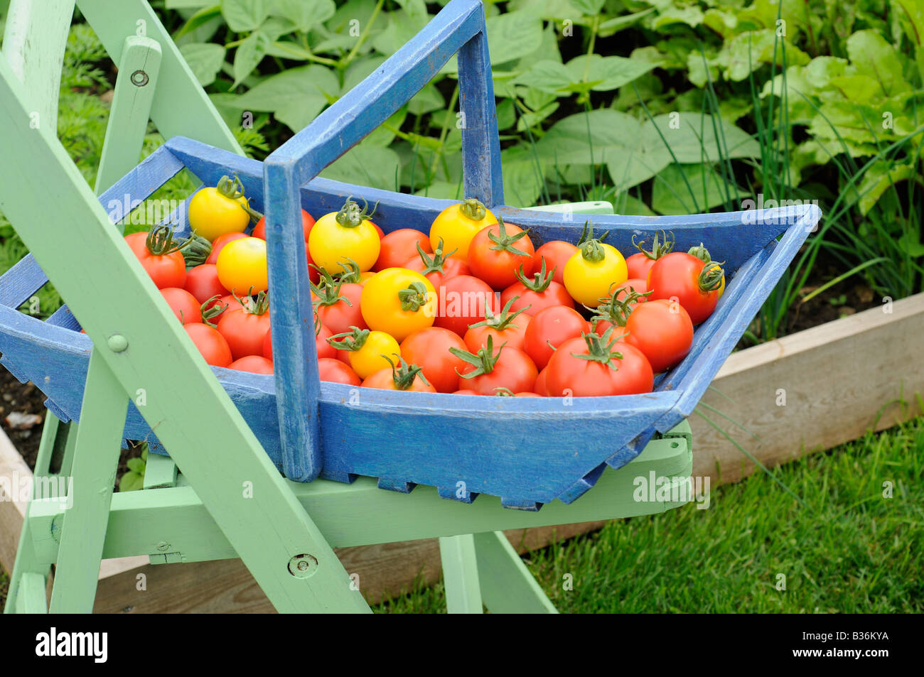Freshly picked home grown Outdoor tomato crop in rustic blue trug on ...