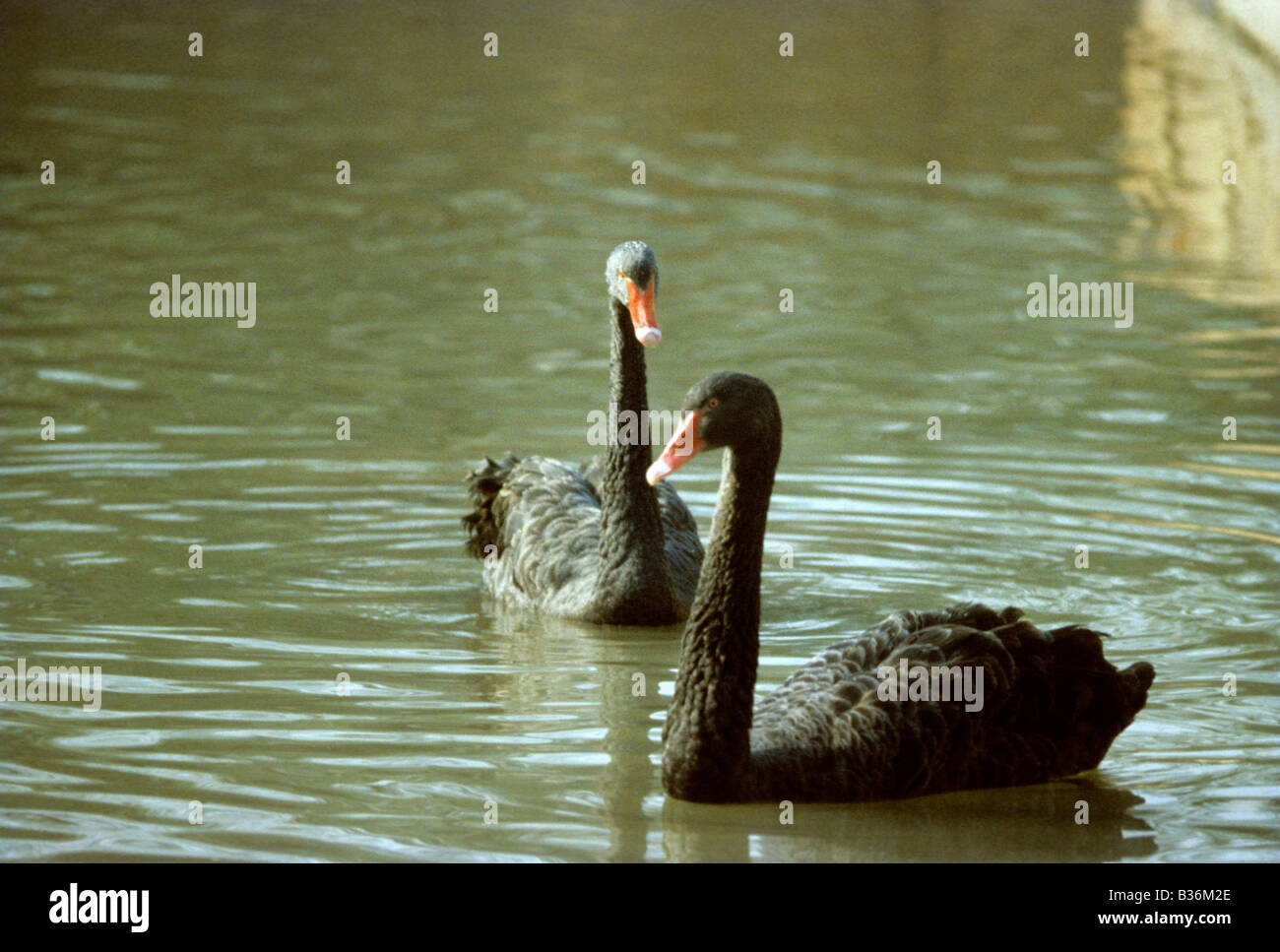 The Black Swan (Cygnus atratus) is a large waterbird which breeds ...