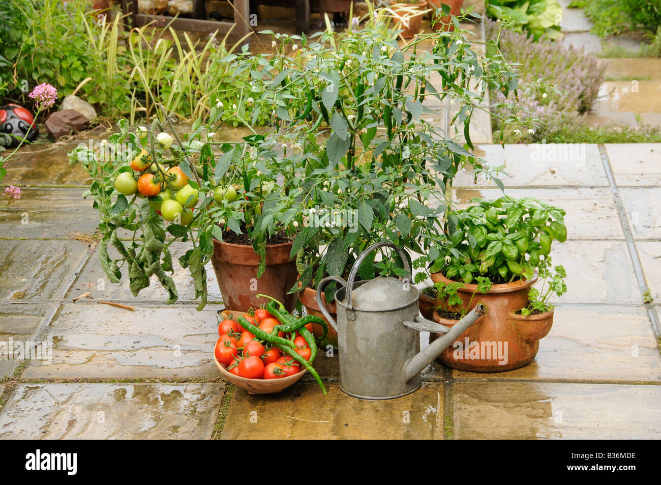 Tomatoes growing in container hi-res stock photography and images - Alamy