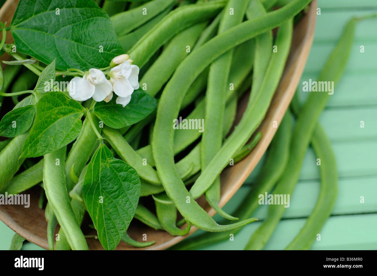 Runner beans white lady hi-res stock photography and images - Alamy
