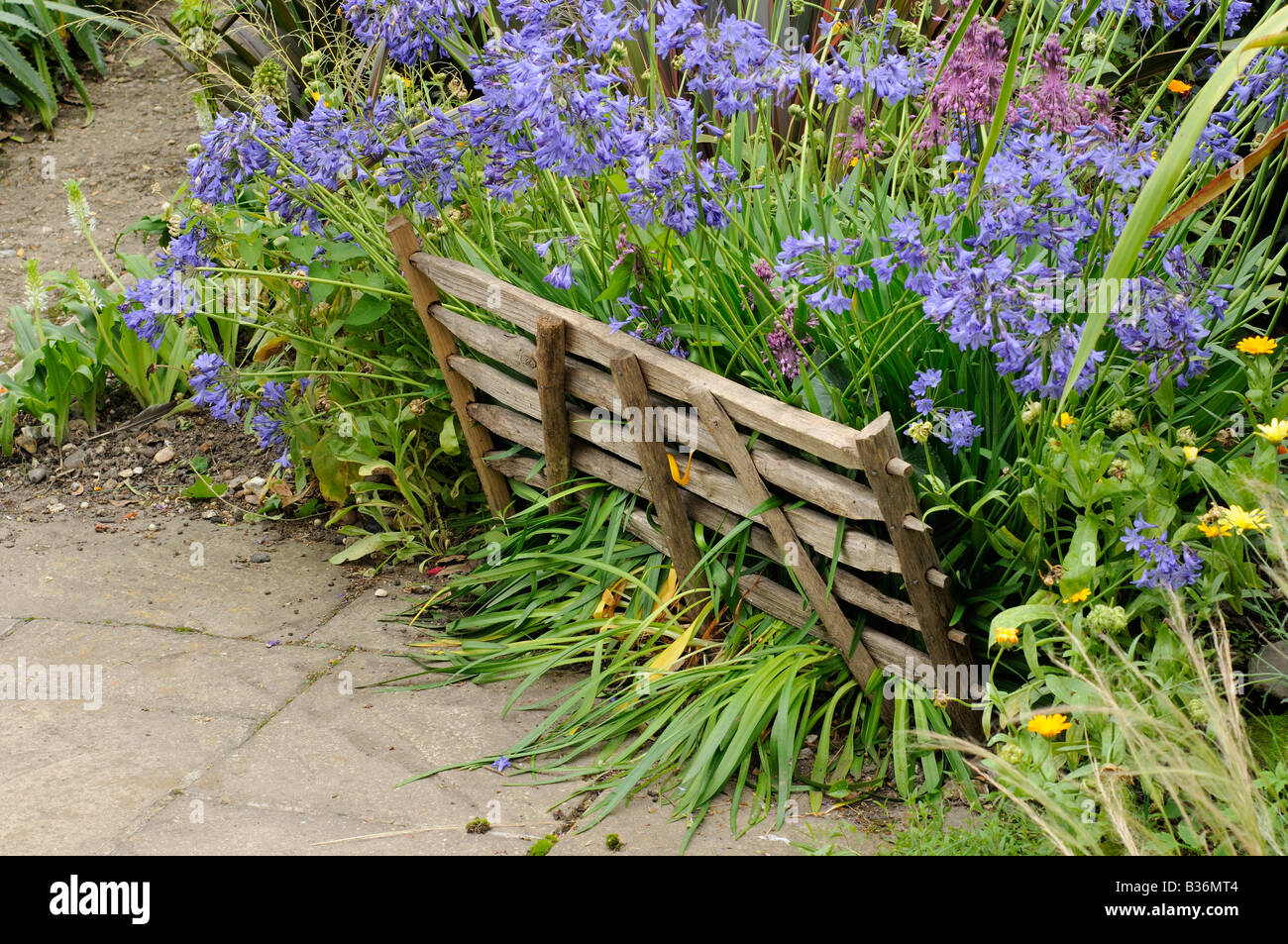 Rustic home made chestnut hurdle used to hold back Agapanthus flowers ...