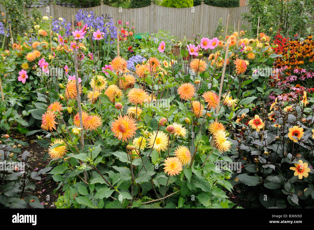 Dahlia border in full flower in summer garden Norfolk Uk August Stock ...