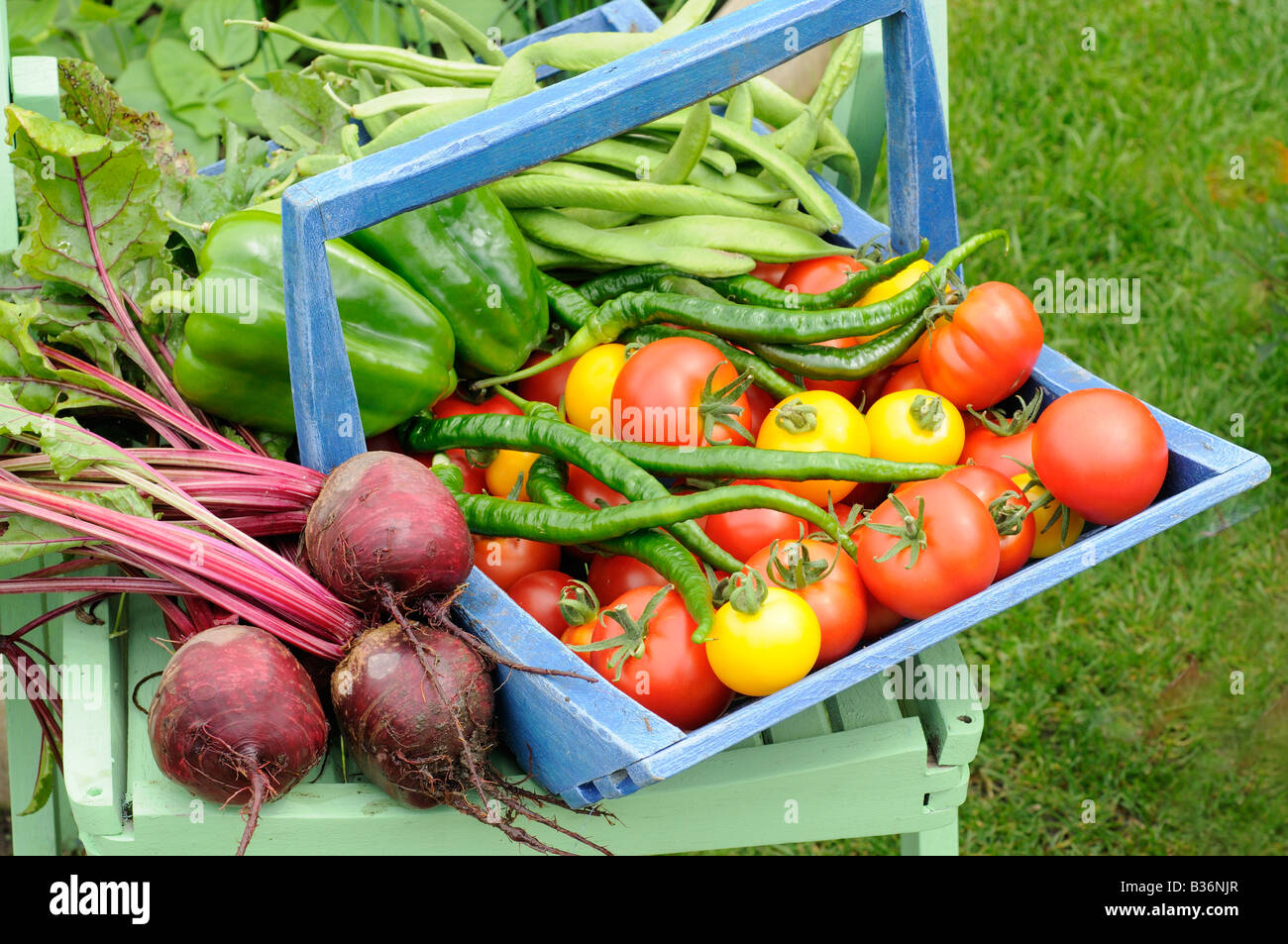 Summer vegetable harvest of greenhouse and outside crops in rustic blue ...