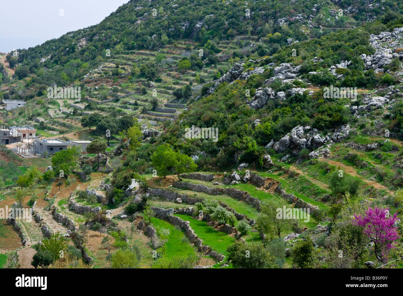 Terrace farming agriculture syria hi-res stock photography and images ...