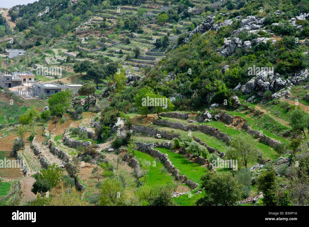 Terrace farming agriculture syria hi-res stock photography and images ...