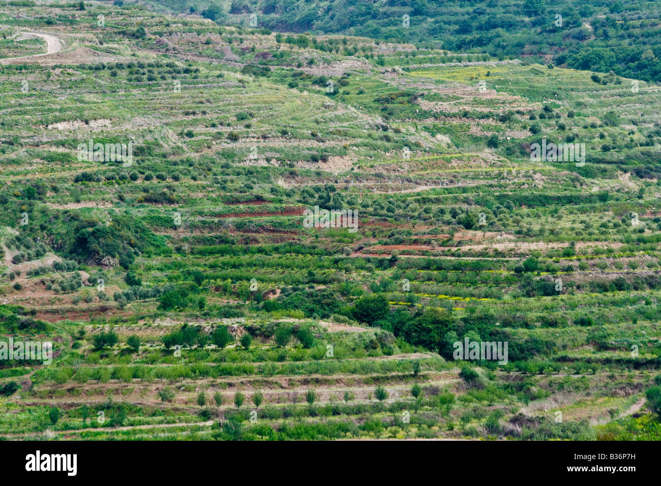 Terrace Farming near Qalat Hosn in Rural Syria Stock Photo - Alamy