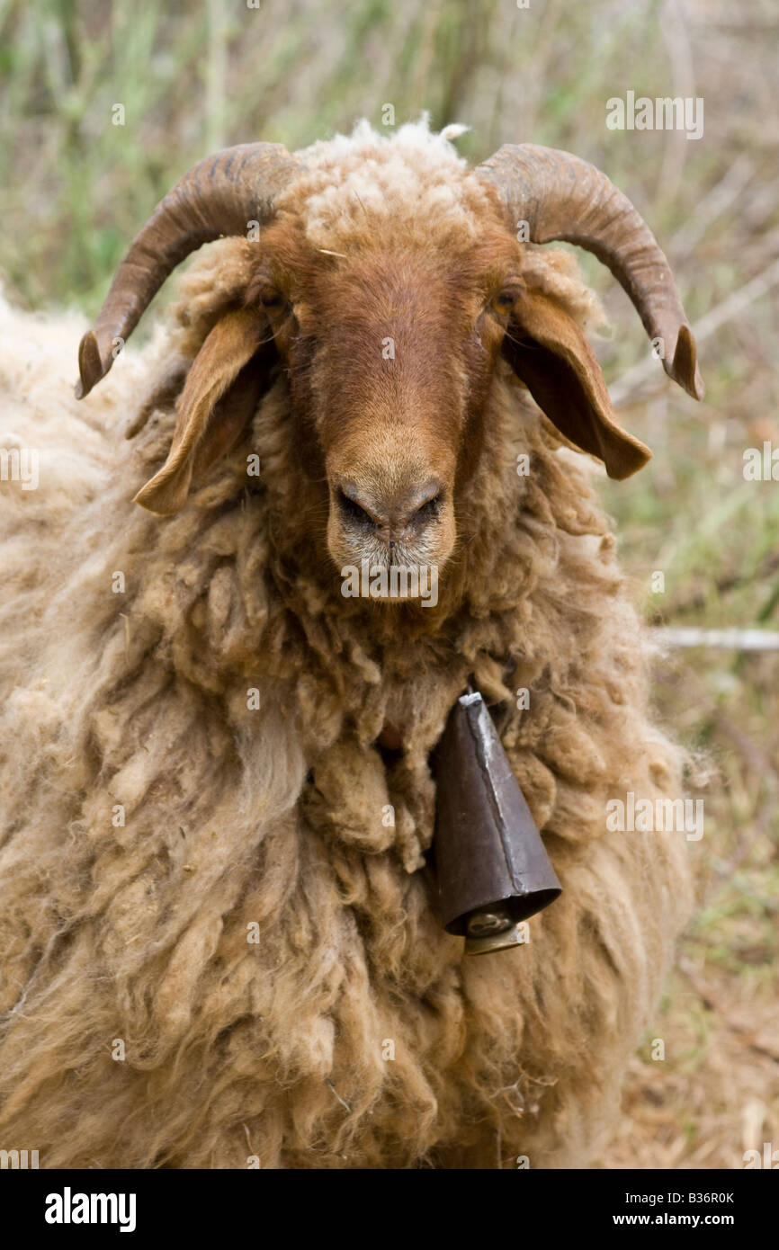 Tartous tartus tortosa syria hi-res stock photography and images - Alamy
