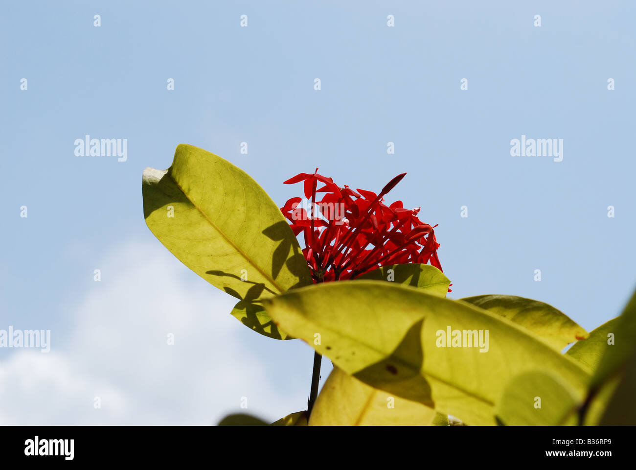 Ixora plant hi-res stock photography and images - Alamy