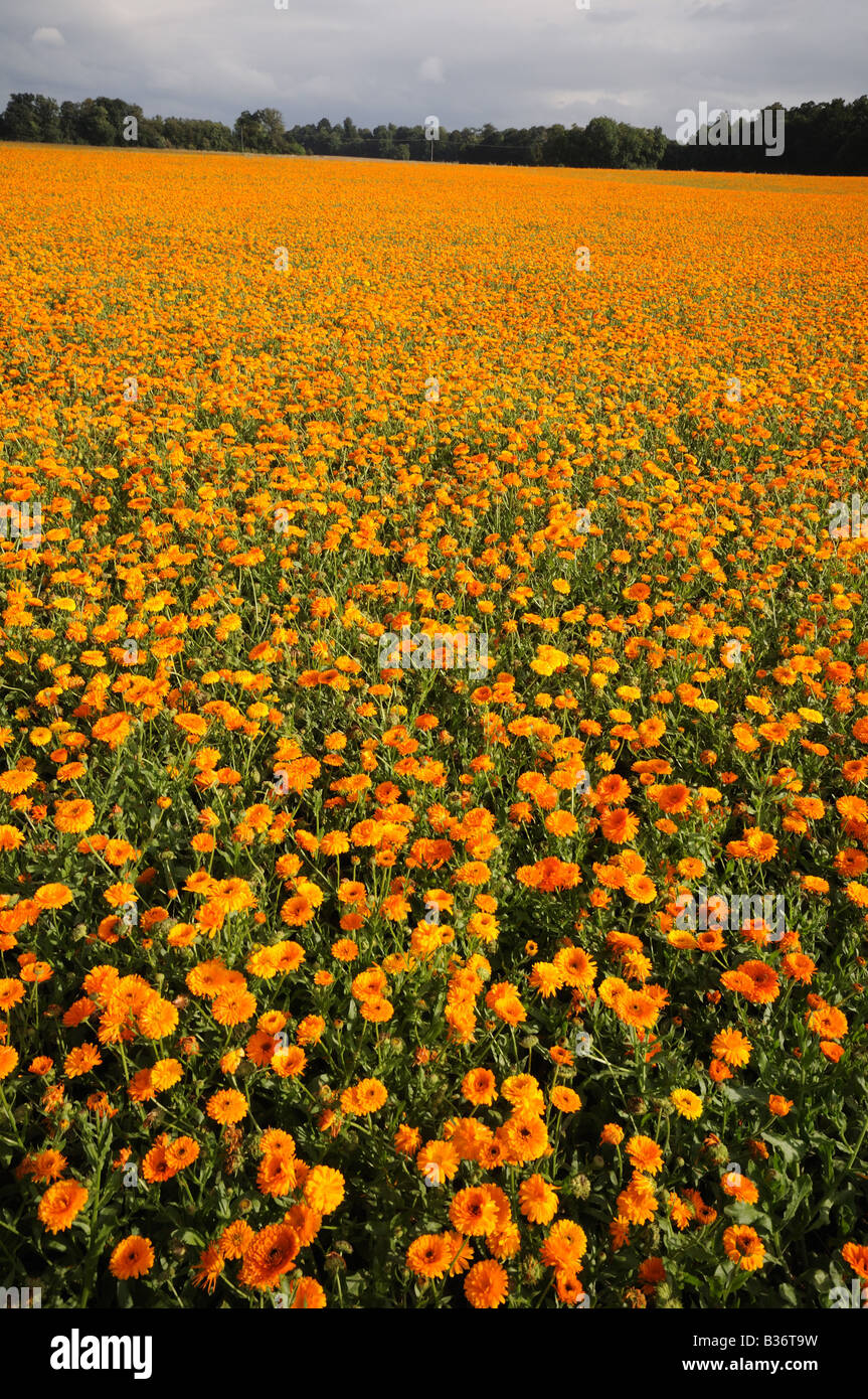 field full of marigolds kent uk england Stock Photo - Alamy