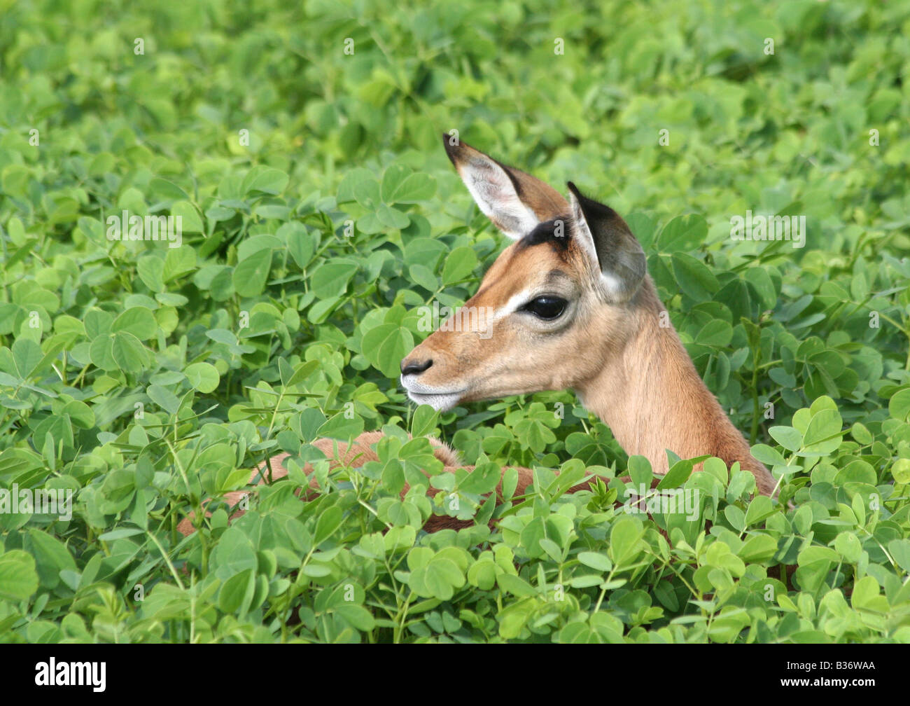 Baby impala hi-res stock photography and images - Alamy