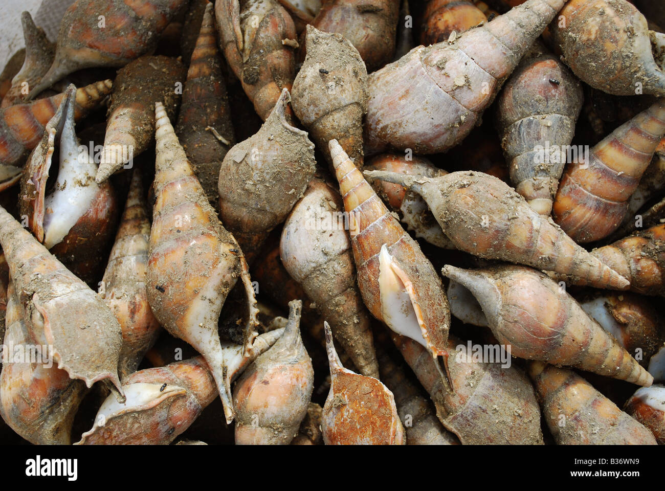 Raw sea shells collected from Arabian sea Stock Photo - Alamy
