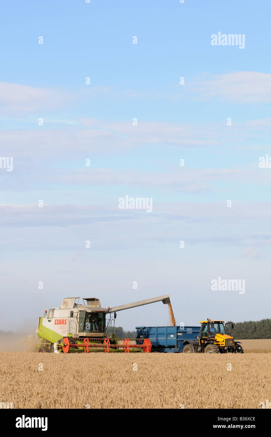 Claas Lexion 450 Combine Harvester cutting wheat in kent england with ...