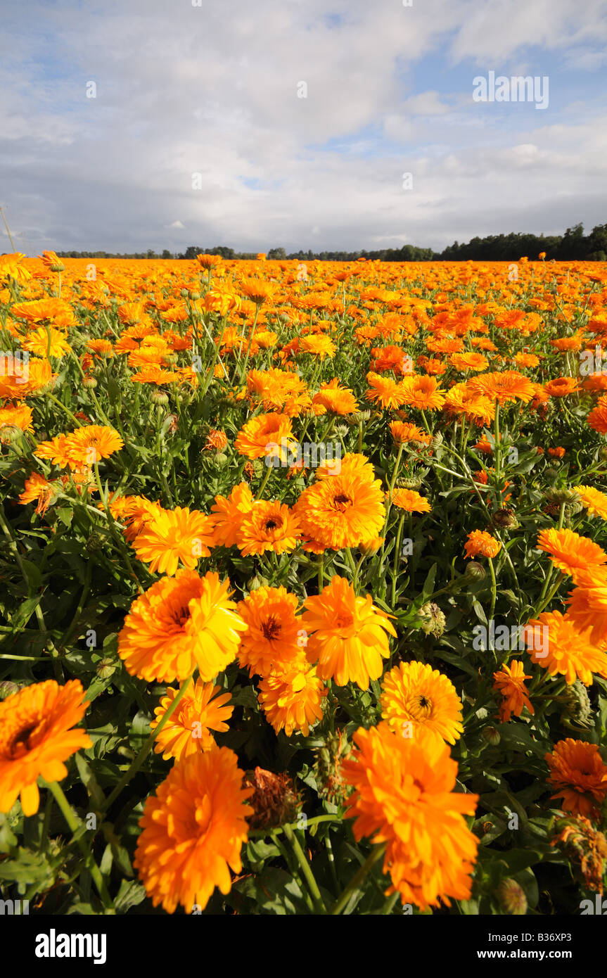 Marigold field hi-res stock photography and images - Alamy