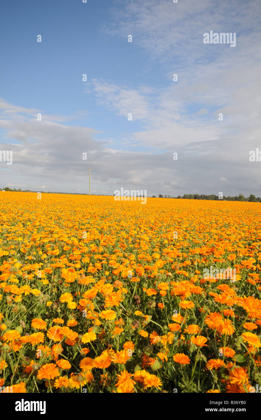Commercial marigold field hi-res stock photography and images - Alamy