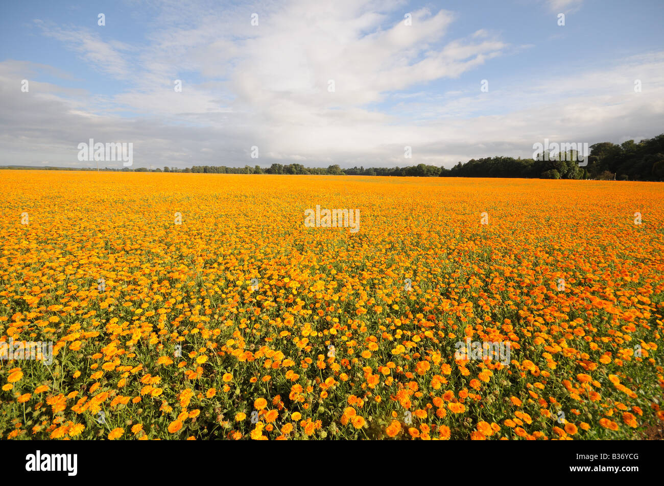Marigold Field High Resolution Stock Photography and Images - Alamy