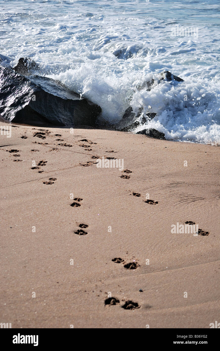 Running Foot Tracks